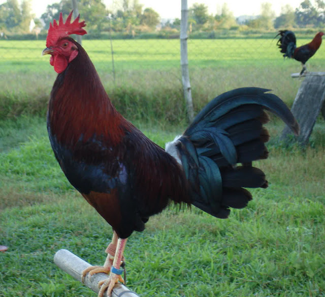 Hobi Ayam Tangkas: ayam laga philipine petarung pisau suci bloody warrior