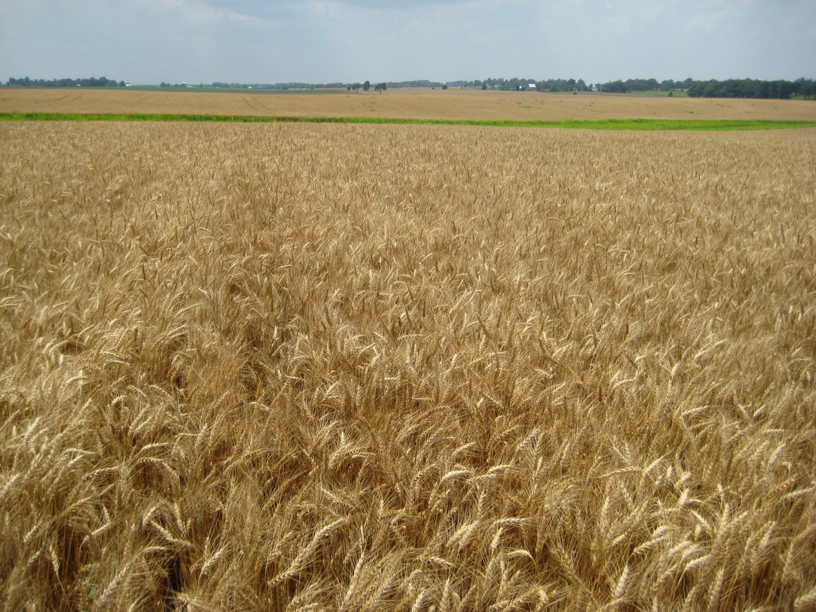 Grain Crops Update: Kentucky Extension Wheat Contest Forms