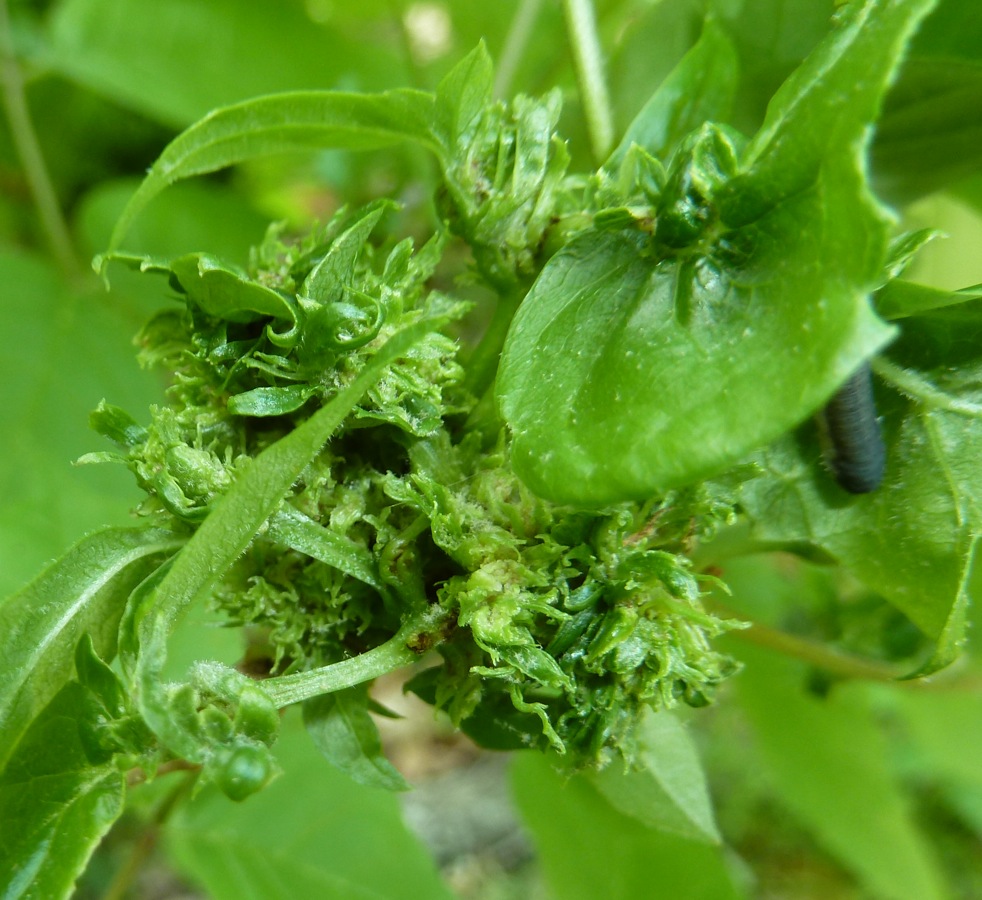 Springfield Plateau: Galls Again