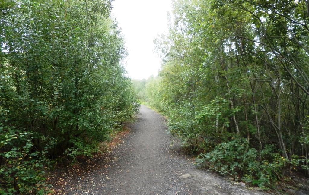 My Daily Walk: Fallin Bing