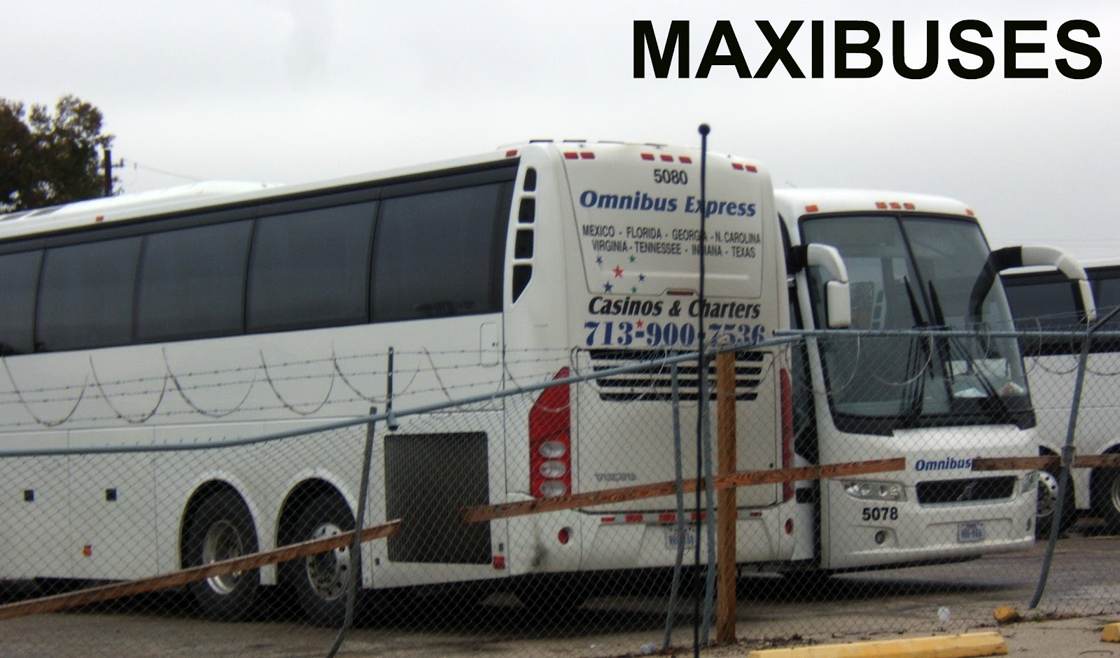 MAXIBUSES: OMNIBUS EXPRESS