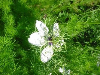 Colour Vibration Therapy (CVT): Khasiat, Kebaikan & Kelebihan Habbatus ...