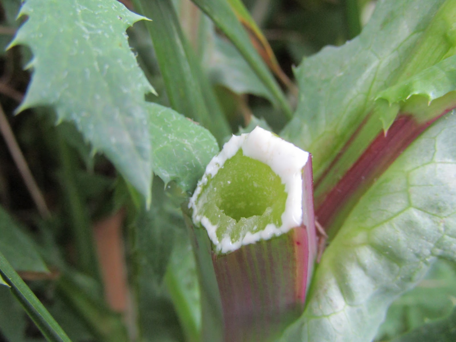HERBAL PICNIC: WILD LETTUCE