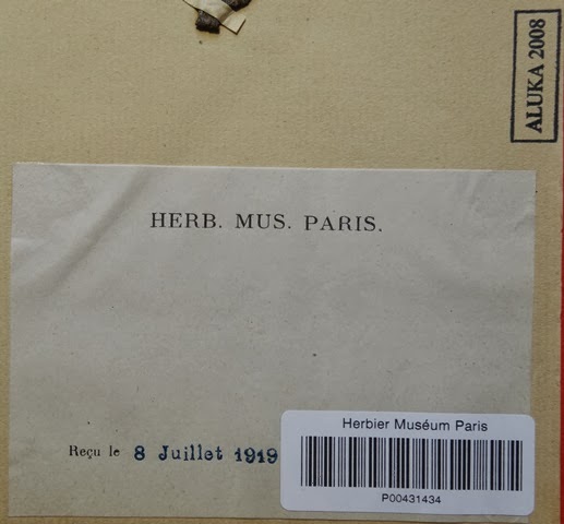 Jacques Huber and the Amazonian Botany: Plant collections