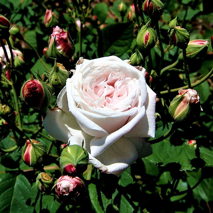 Colonial & Early American Gardens: Plants in Early American Gardens ...