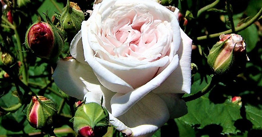 Colonial & Early American Gardens: Plants in Early American Gardens ...