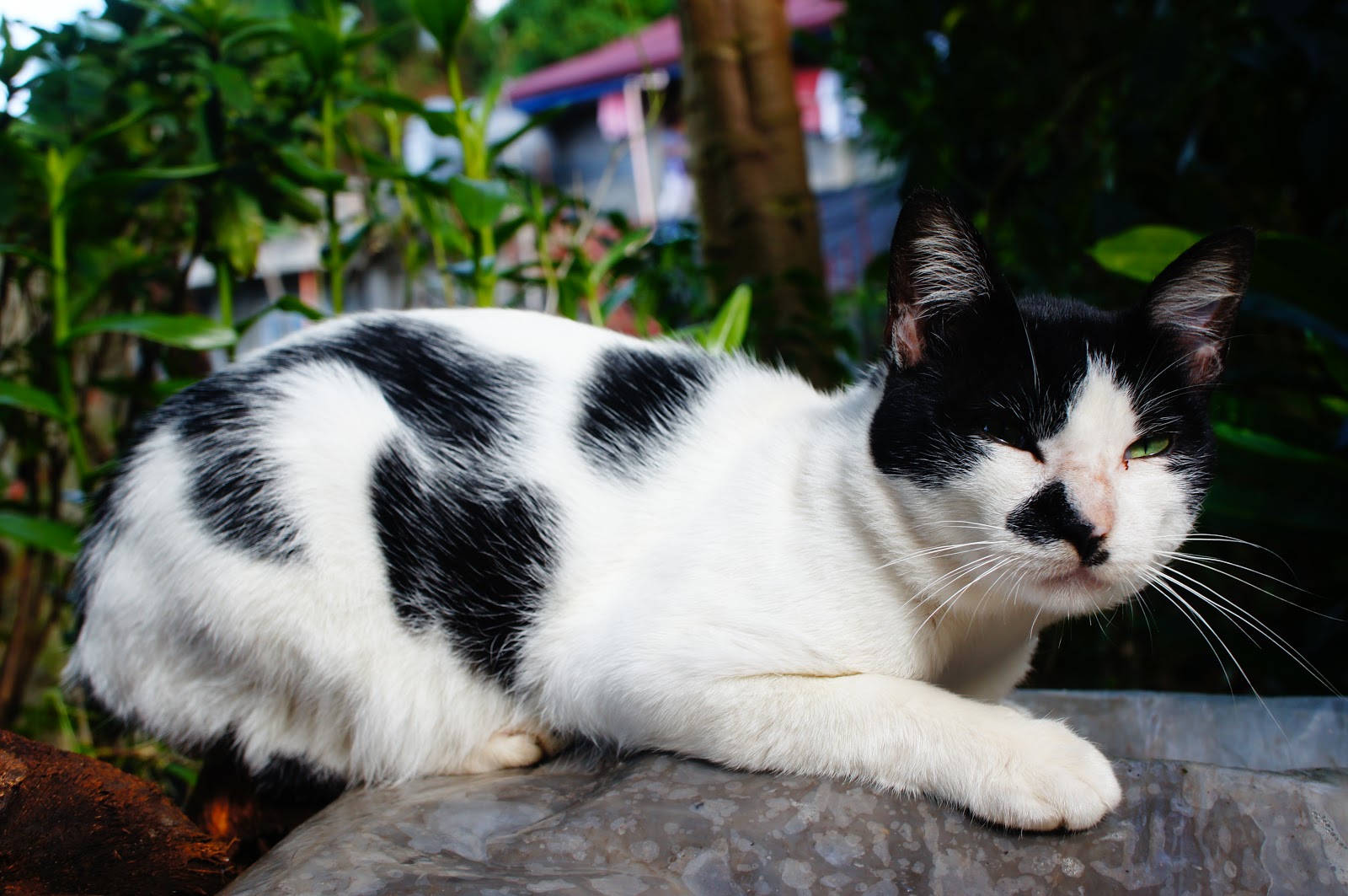 Squinting cat free picture for commercial use