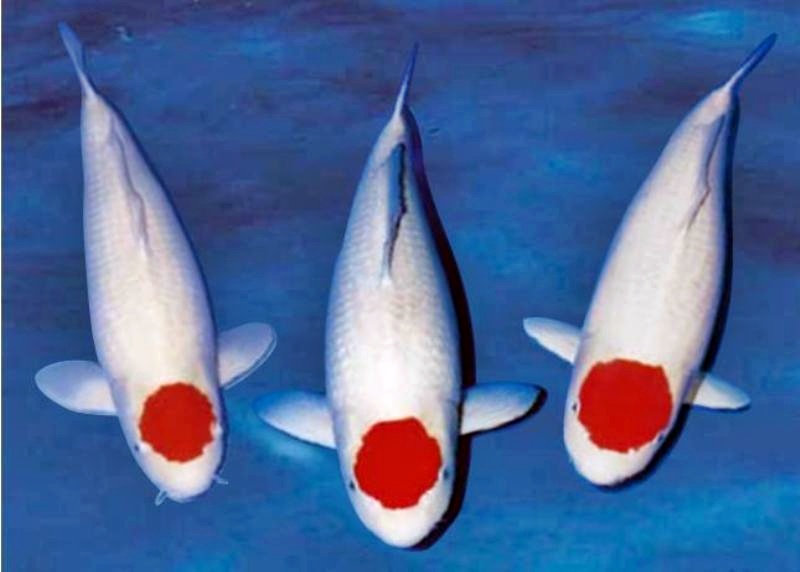 Cara memilih ikan Koi Tancho ~ Dunia Air