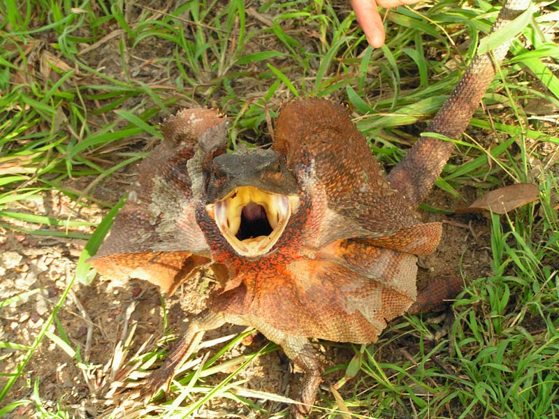 ΚΡΟΣΣΩΤΗ ΣΑΥΡΑ (FRILLED LIZARD) photos - wallpapers (ανανεωμένο) | the ...