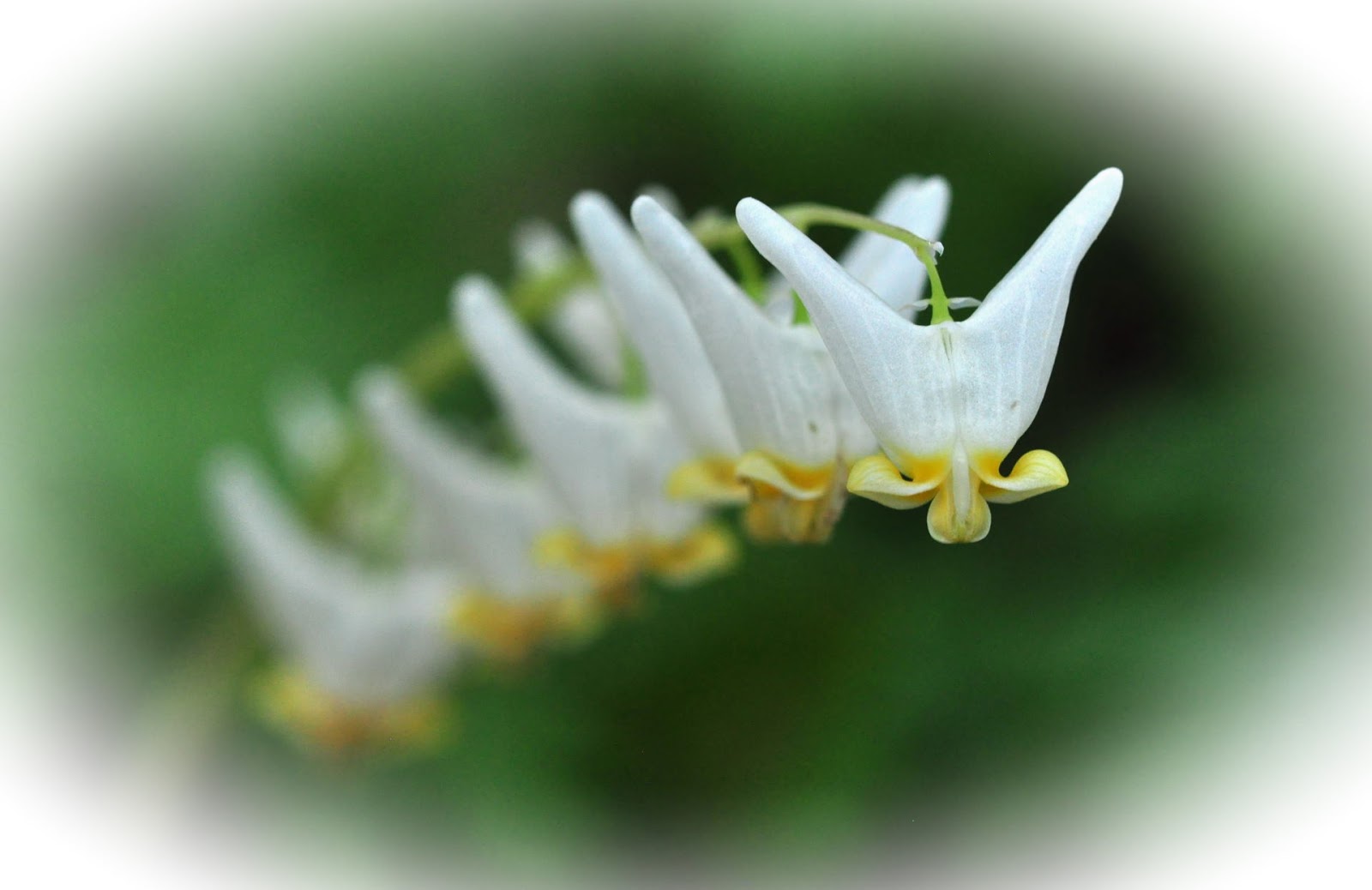 Discover West Virginia: Spring Wildflowers of the New River Gorge: Big ...