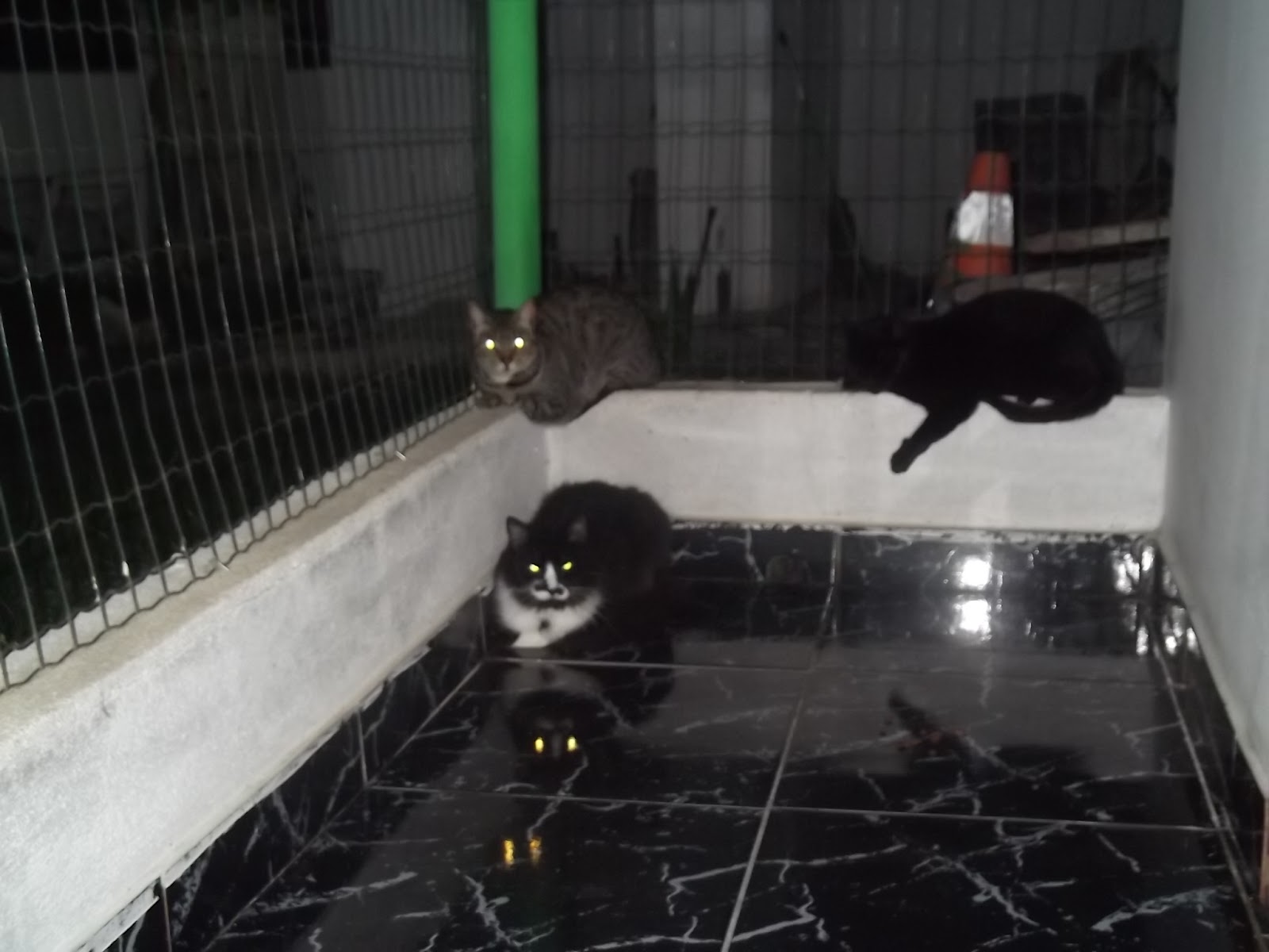 ღ Gatos Encantadosღ: Gatos Encantados – Um conto de fadas!