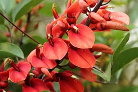 Dadap merah (erythrina cristagali) - Tukang taman Murah
