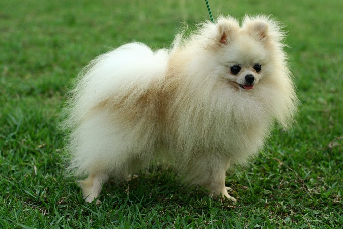 Dog Breed Picture