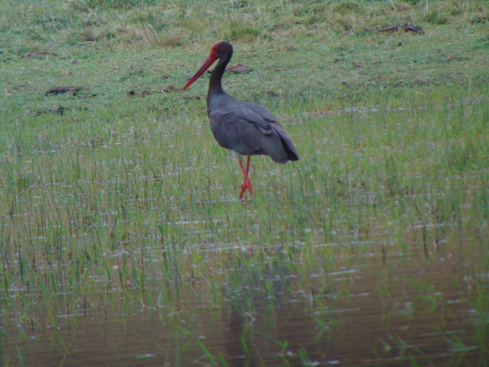 La pesca de la tenca: ANTROPOLOGIA DE LA TENCA. Para mi lo mejor que he ...