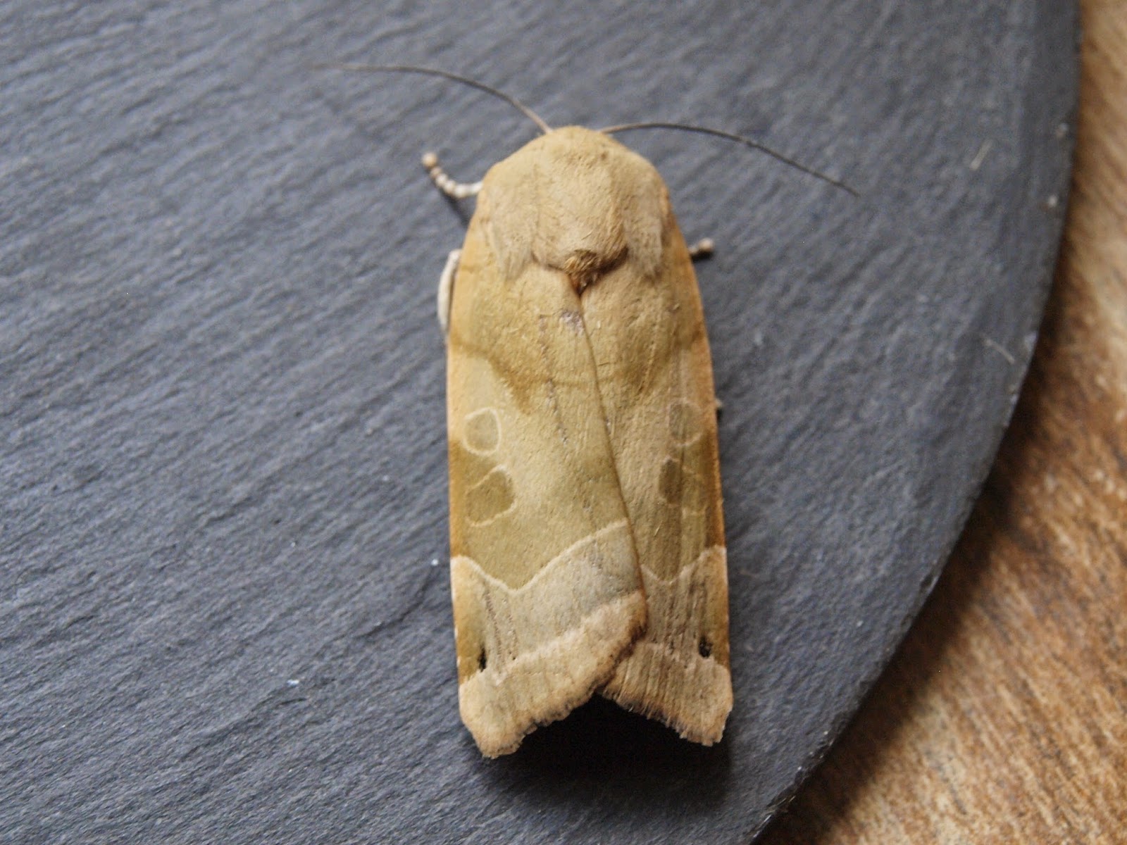 Ragged Robin's Nature Notes: Cuttle Pool NR and Garden Moths