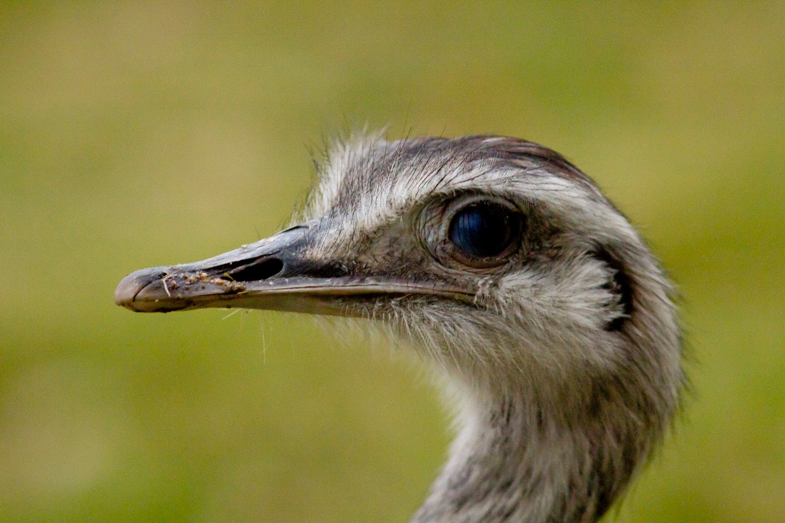 mis fotos de aves: Rhea americana Ñandú Greater Rhea