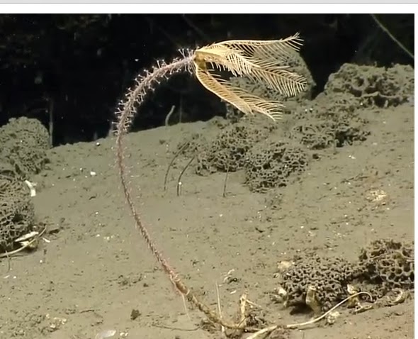 The Echinoblog: Stalked Crinoid Round-Up!