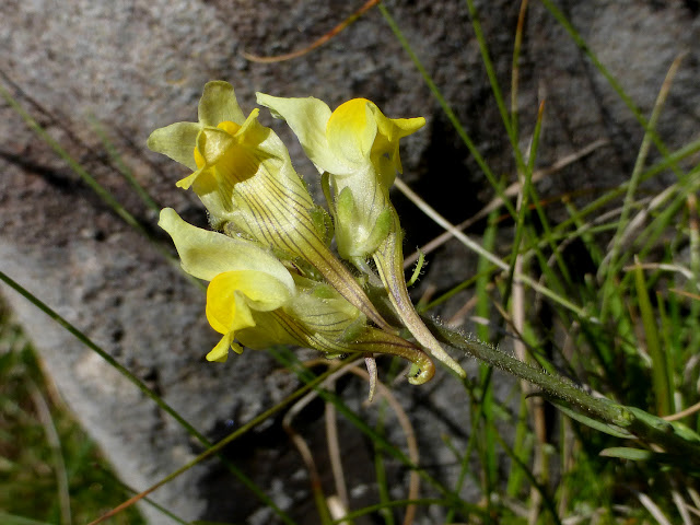 rocayflor: junio 2015