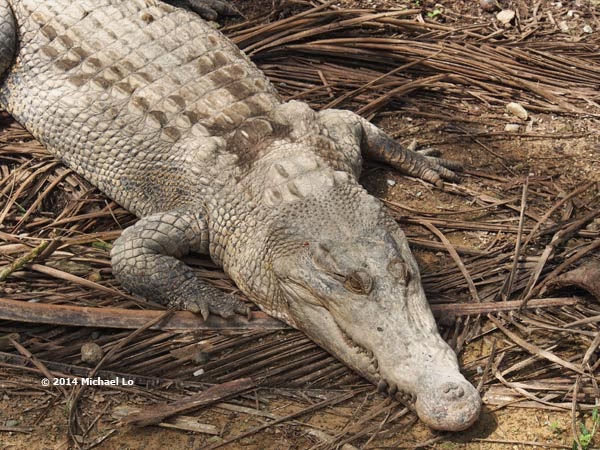 The rainforests of Borneo & Southeast Asia: Crocodiles of Borneo