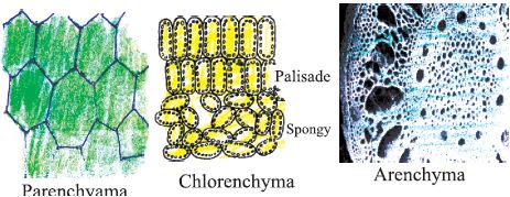 Online Notes on Chapter = 6 ( TISSUE) Part 2 - | Bioinformatics