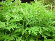 Herbs-Treat and Taste: JAPANESE MUGWORT, YOMOGI, HEALTH BENEFITS AND ...
