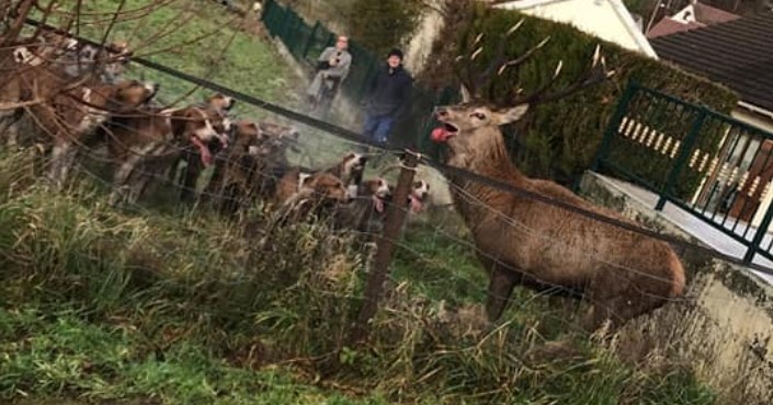 White Wolf : Angry French locals save stag chased into private garden ...
