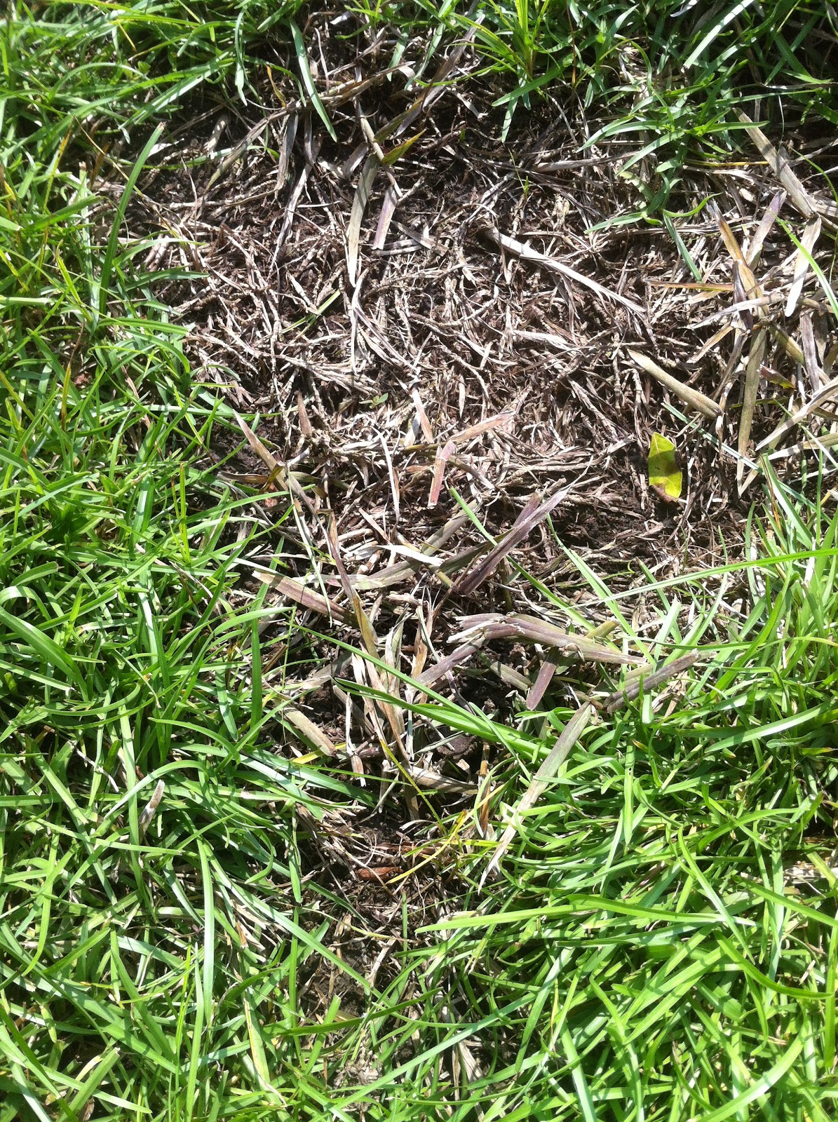 Torpedo Grass Control