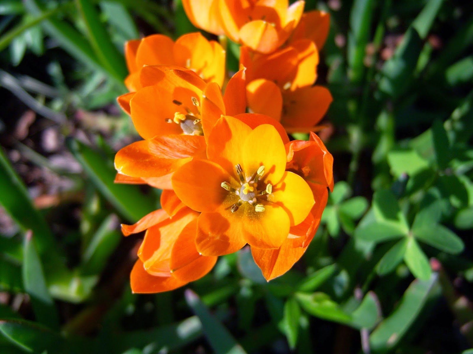 ORNITOGALO - BOTÀNIC SERRAT