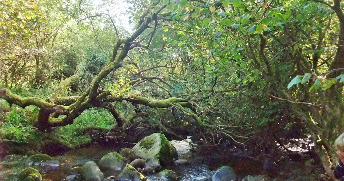 MAGIC OF THE HAZEL TREE