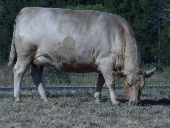 Mabelie Square Meaters Cattle Stud: Females