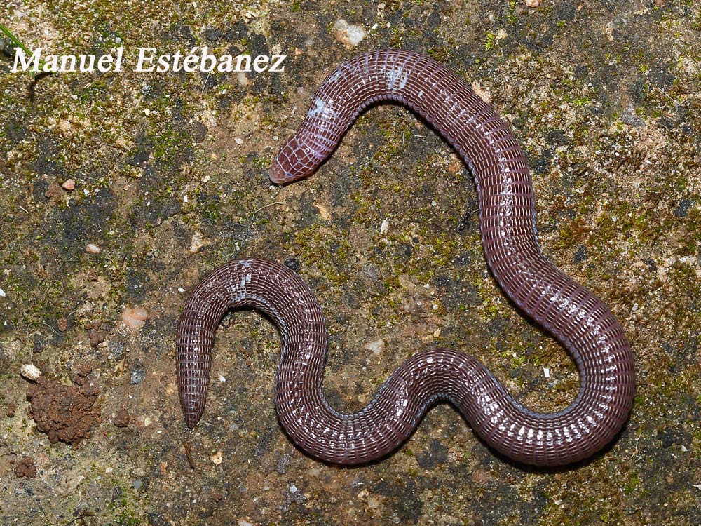 Miradas Cantábricas: Culebrilla ciega del Suroeste Ibérico (Blanus mariae)