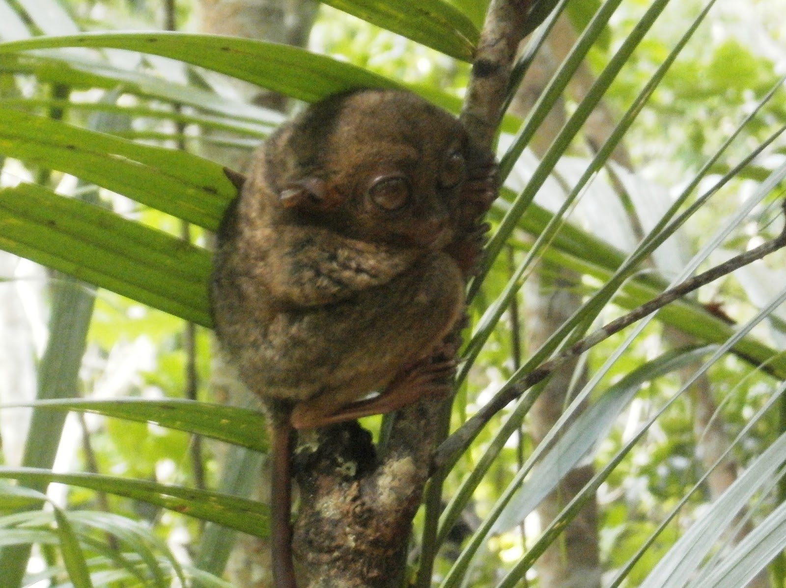 Fabulost Pinay: I ♥ Bohol: Tarsier, manmade forest and Chocolate Hills!