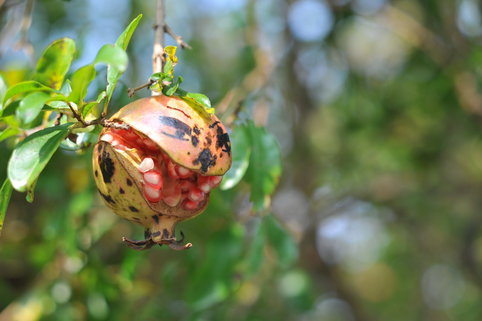 M42 MOUNT SPIRAL: Schneider-Kreuznach Xenotar 80mm F2.8(Compur/Prontar ...
