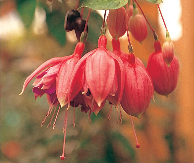 poesía en el paraíso: ALJABAS