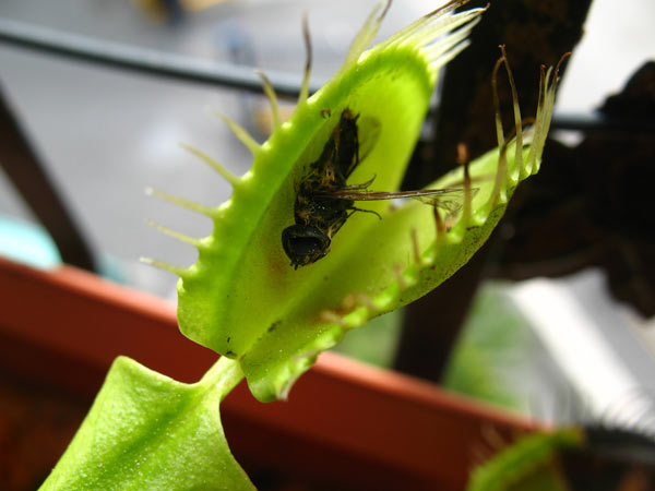 Les plantes carnivores | Bio faculté