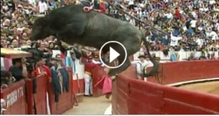 Toptvmotion.blogspot.com: Fight Between Bull Vs Man, Watch Full Video