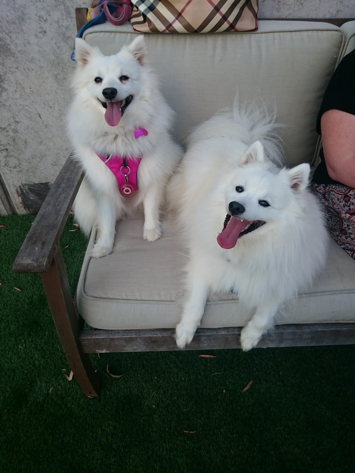 jasminetay.blogspot.com: Benji & Coco!