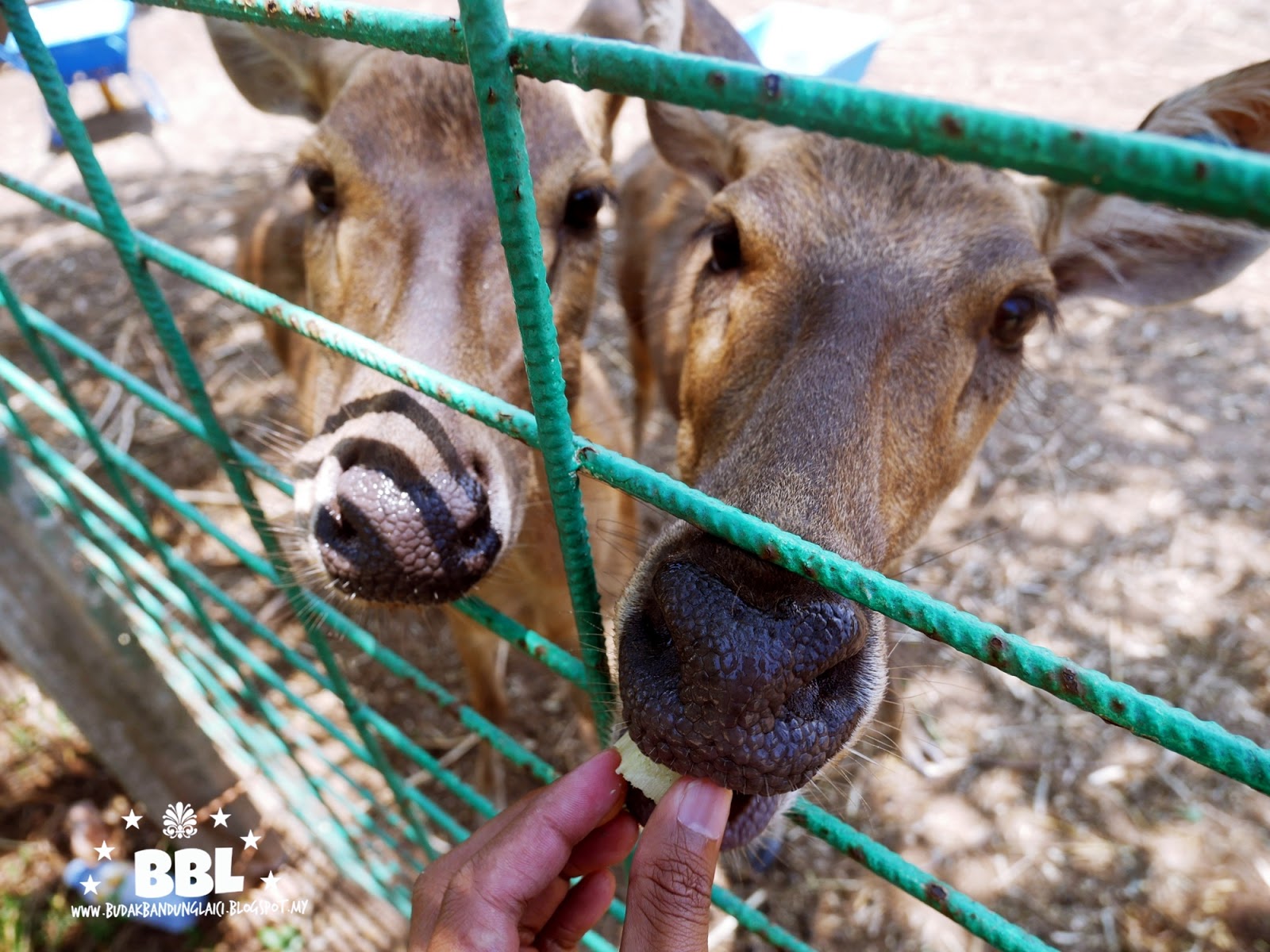 Syok Betul DIY Grill Daging Rusa Di Deer Farm Kg Batas Ubi, Kedah ...