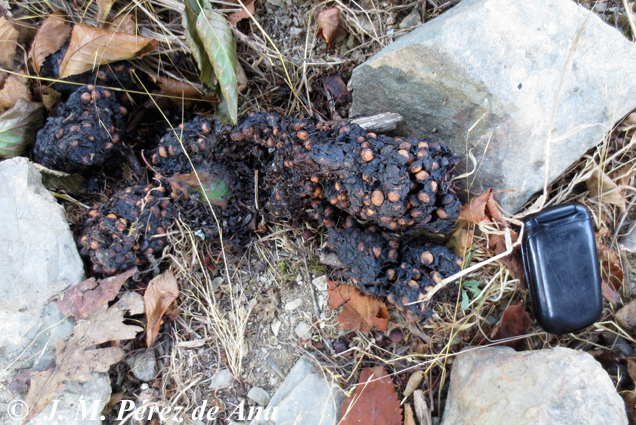 Parque Nacional de los Picos de Europa: Oso pardo, su alimentación en ...