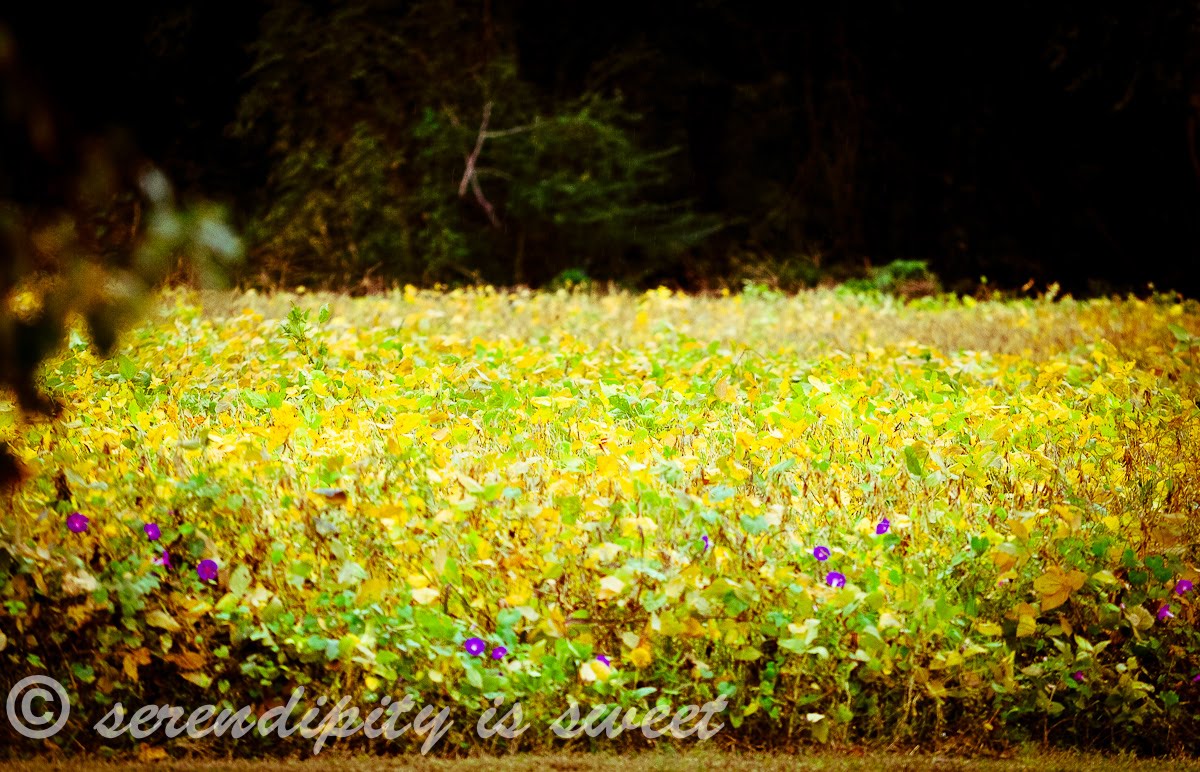 Serendipity is Sweet: Shades of Autumn - Yellow