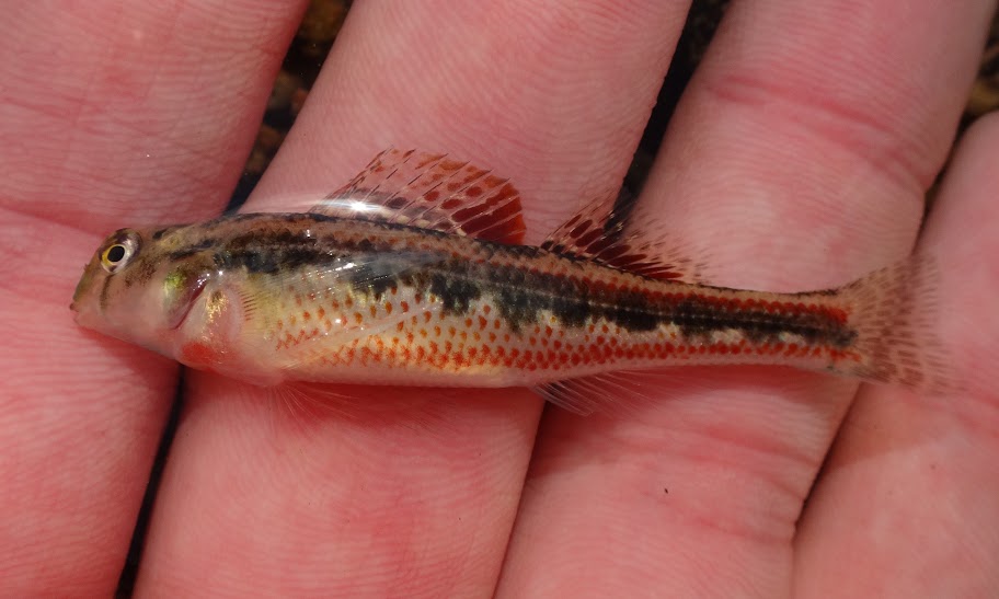 Ben Cantrell's fish species blog: Hitting #300 with the last of the Nocomis