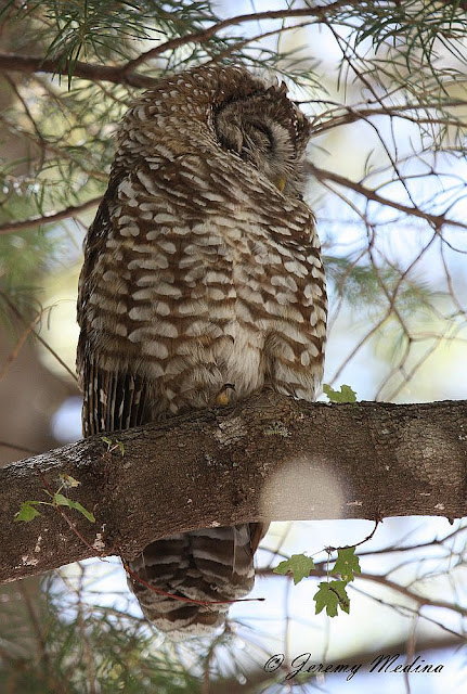 Birding Is Fun!: Búho Manchado