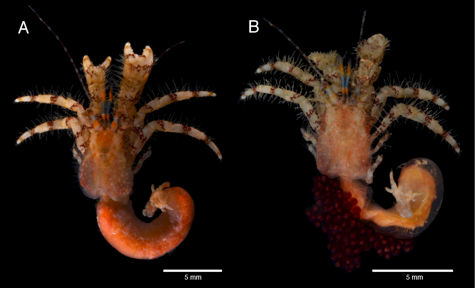 Species New to Science: [Crustacea • 2018] Pagurus fraserorum • MicroCT ...