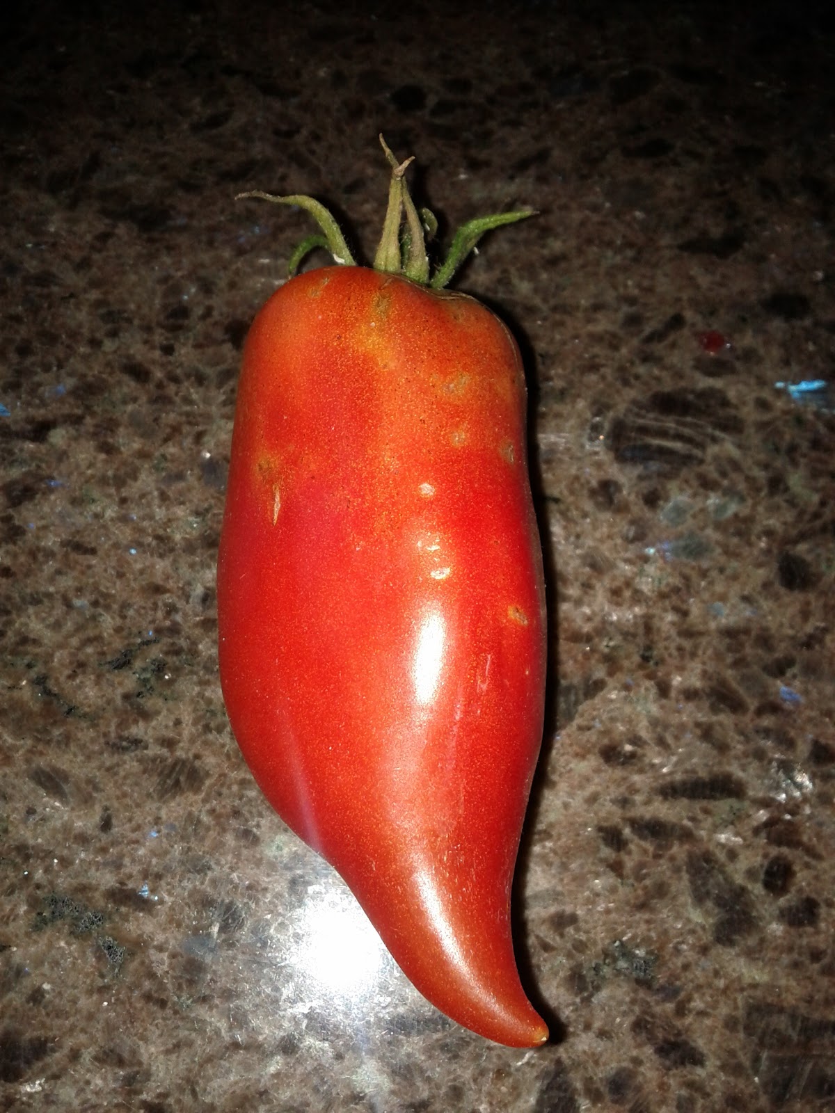 Opalka Tomato - First to Harvest 2011