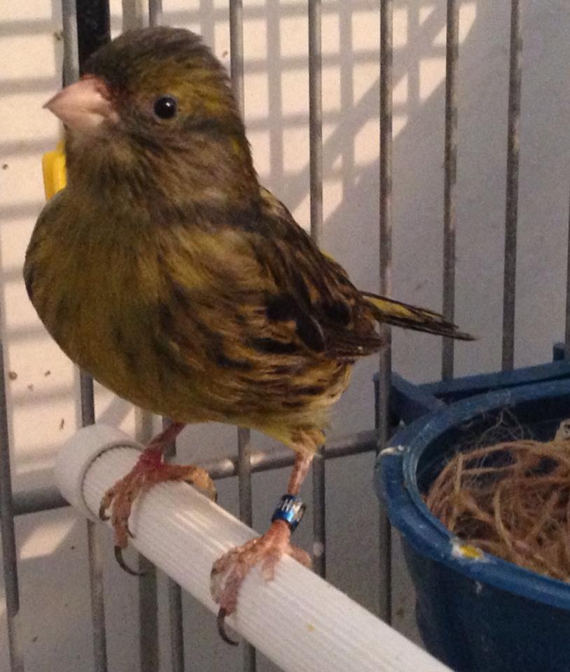 CANARIL ÁGATA: CANÁRIOS VERDES... ORIGEM DE TODAS AS OUTRAS CORES...