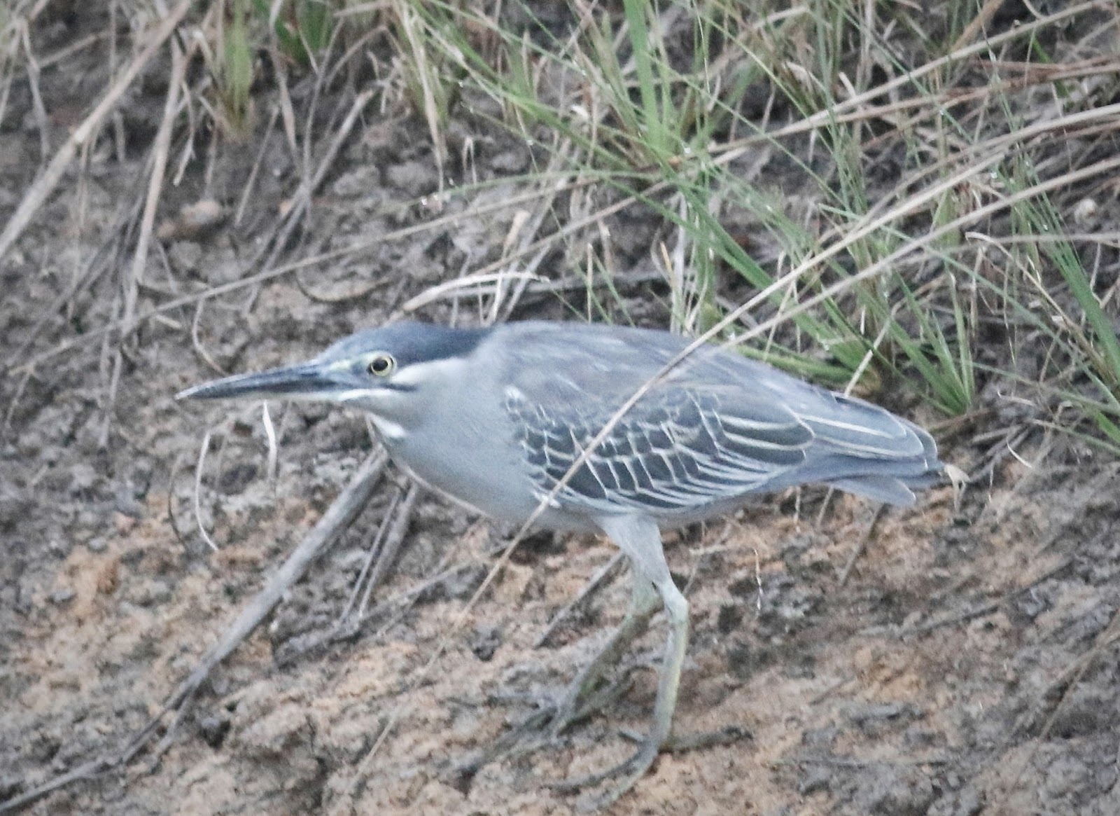 Ron-Nature-Adventures: Common Birds of Paddy Fields - Dec 2015 to Jan 2016