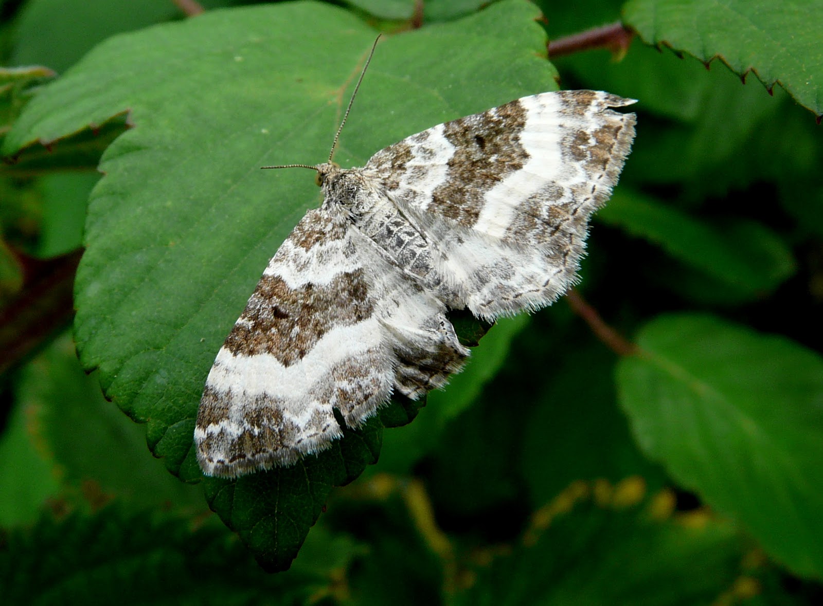 birdingexmouth: Today's Moths