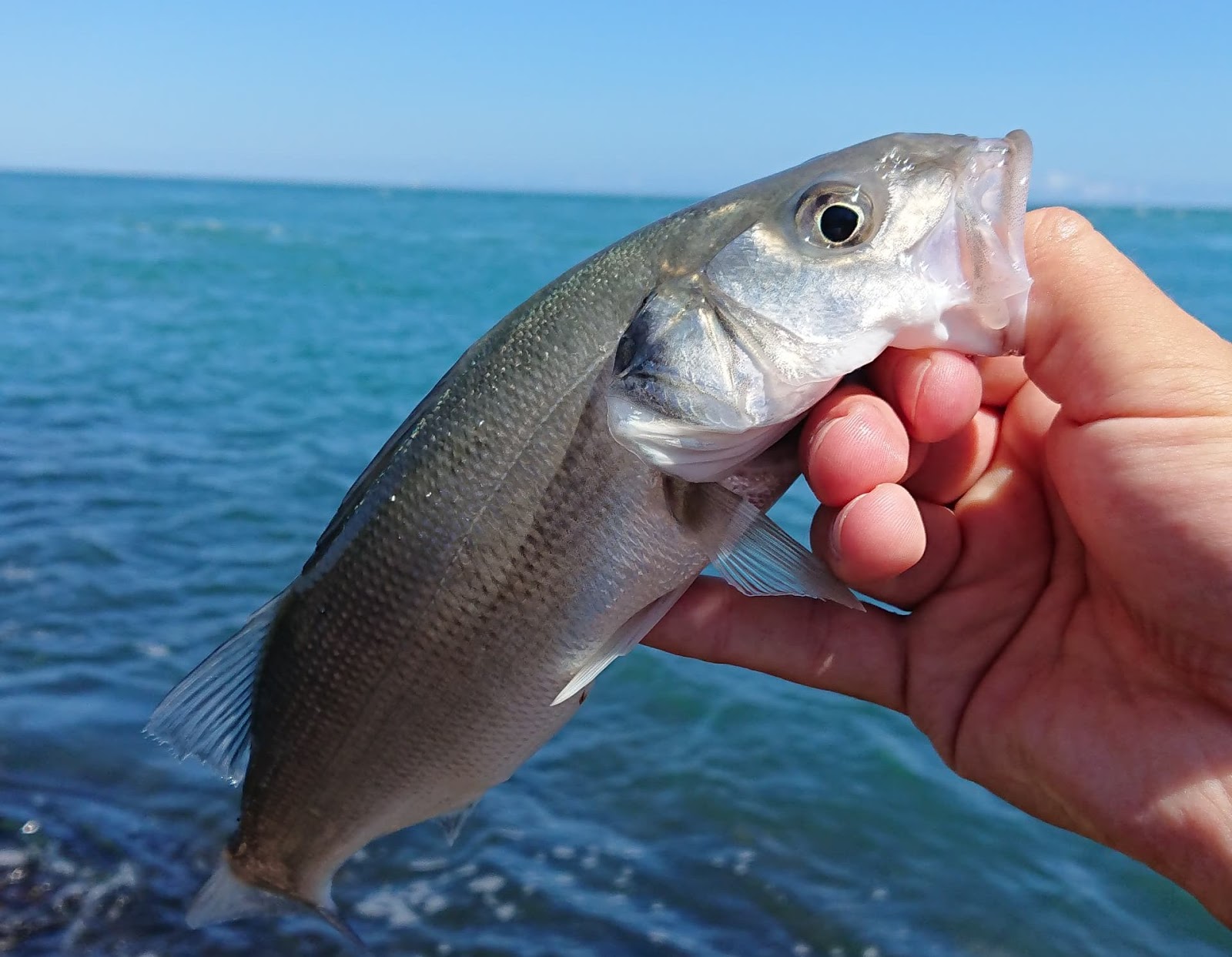 Ben Bassett - Fishing: Light Metal Fishing