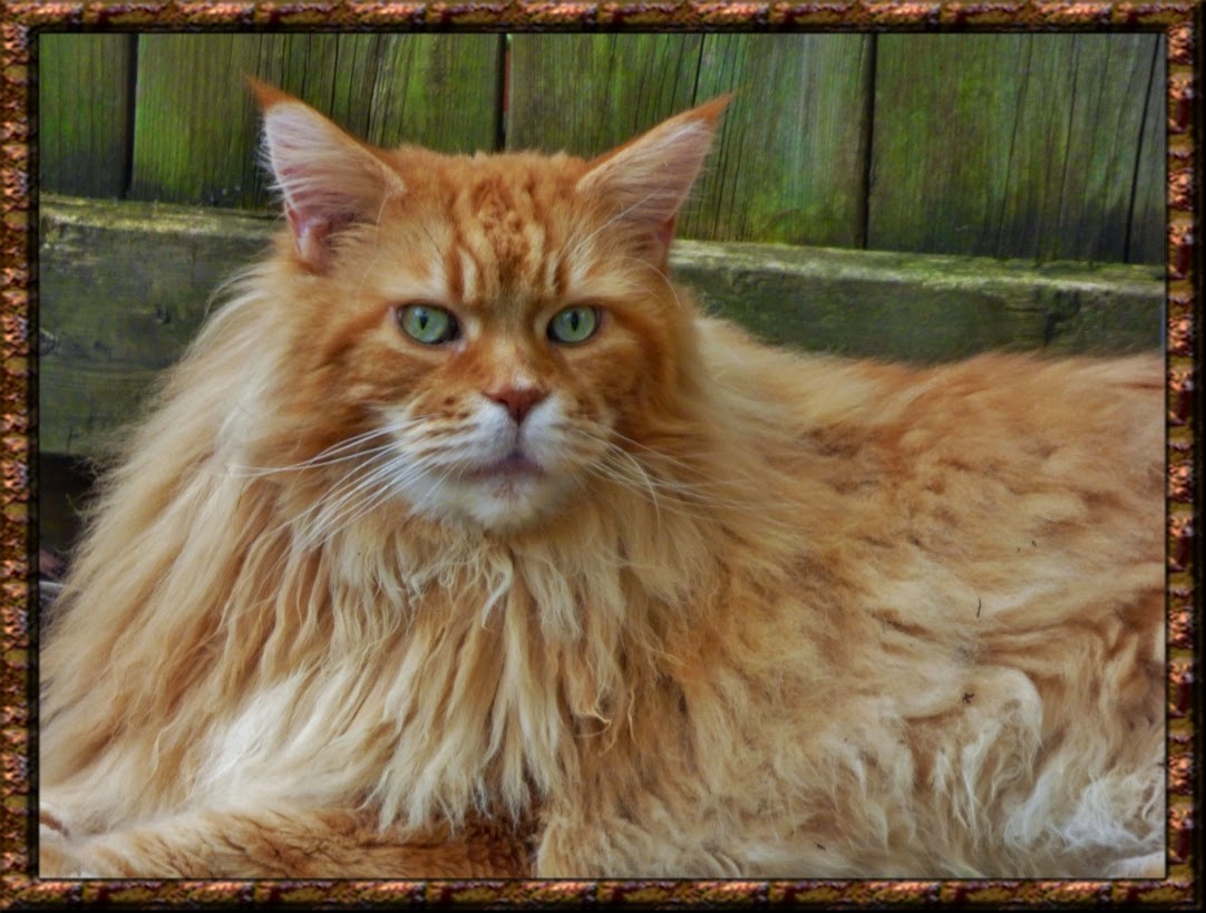 All About Lacocoon Dante: MANELY MAINE COON ON MONDAY WITH DANTE