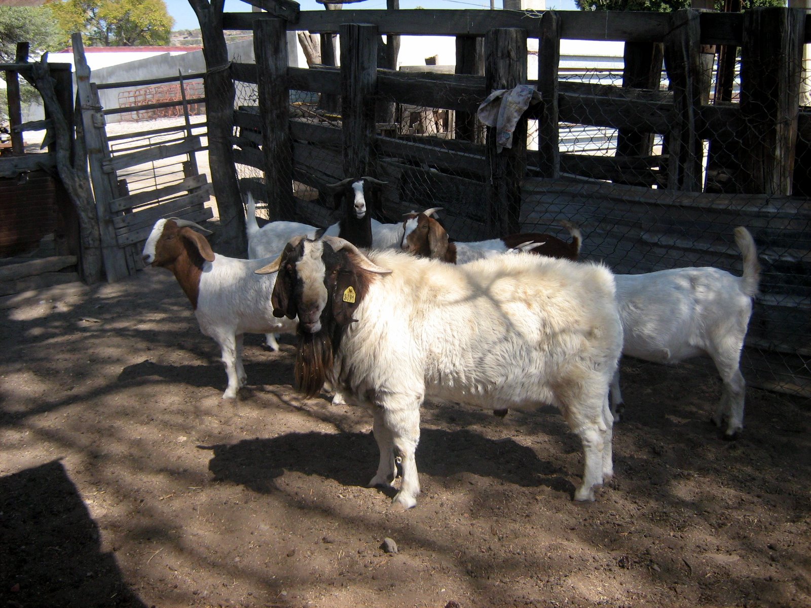 Los Ranchos de ganado de México: Criadero de cabras boer y chivos boer ...